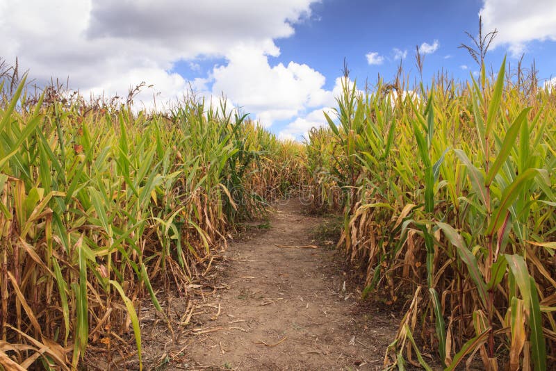 Corn Row, Dirt Road And Trees Stock Photo - Image of crop, agriculture ...