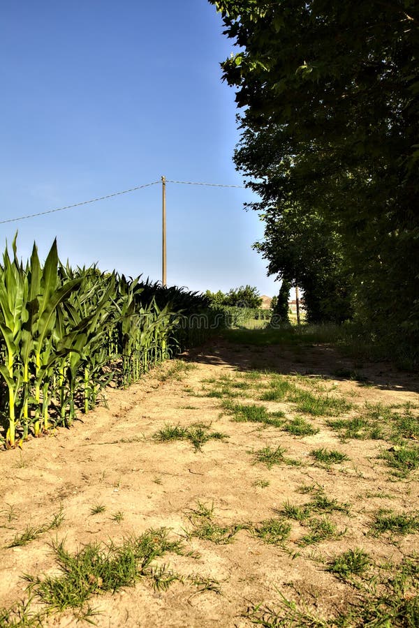 Dirt Path between a Corn Field and Some Trees in the Countryside in ...