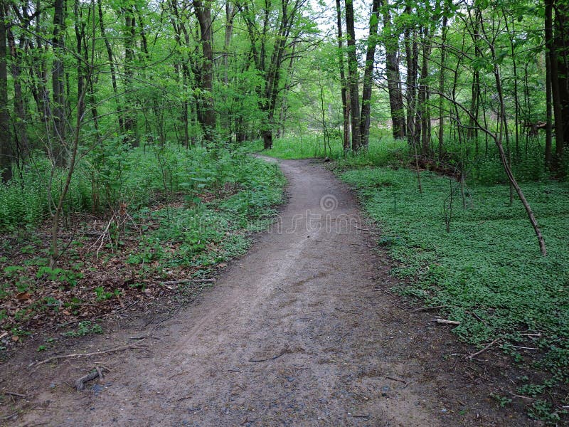 Green Forest Path stock photo. Image of landscape, dusk - 113770122
