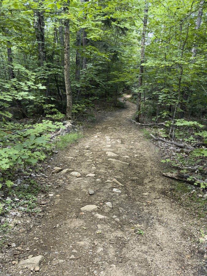 Dirt Path through the Deep Forest in Eastern Canada Stock Photo - Image ...