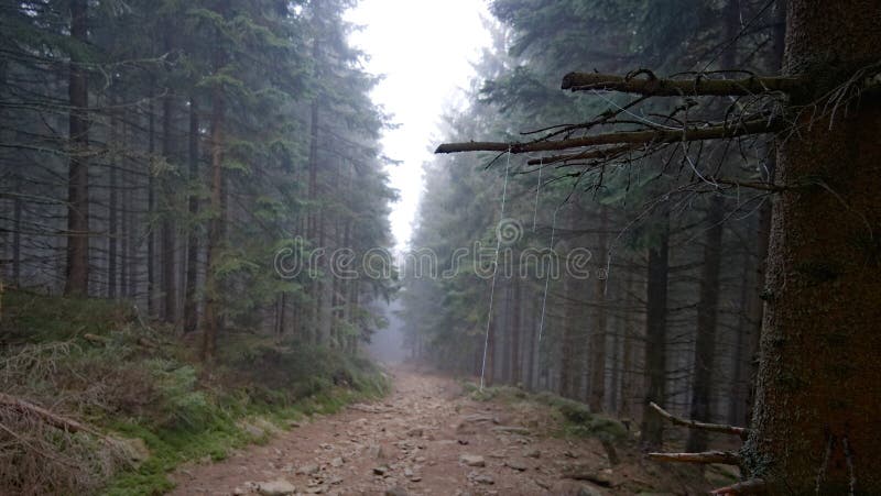A Dirt Path in a Deep Forest Tree Stock Image - Image of pine ...