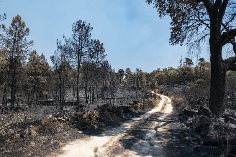 Dirt Path with Everything Burned Around it Stock Image - Image of coal ...
