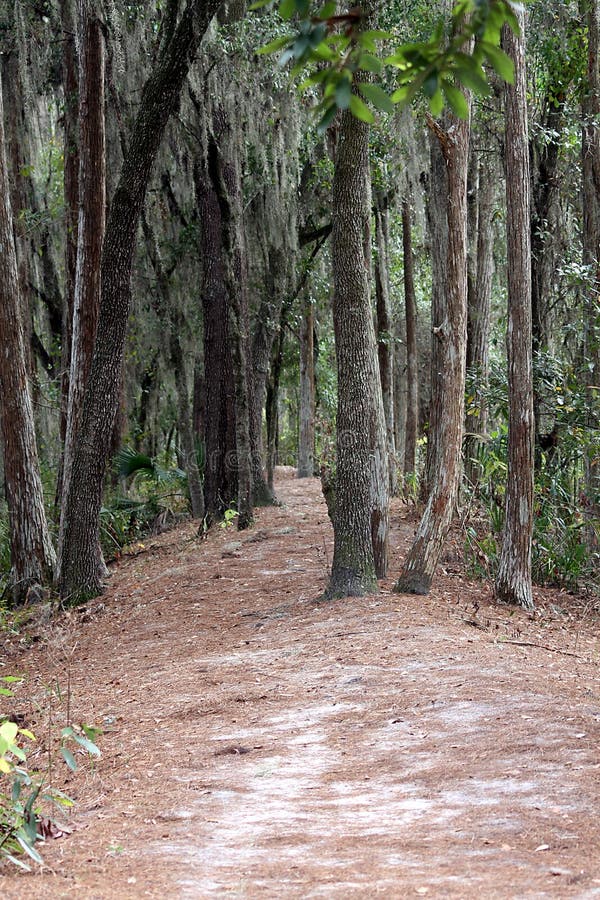 Dirt path into the forest stock image. Image of trees - 17233725