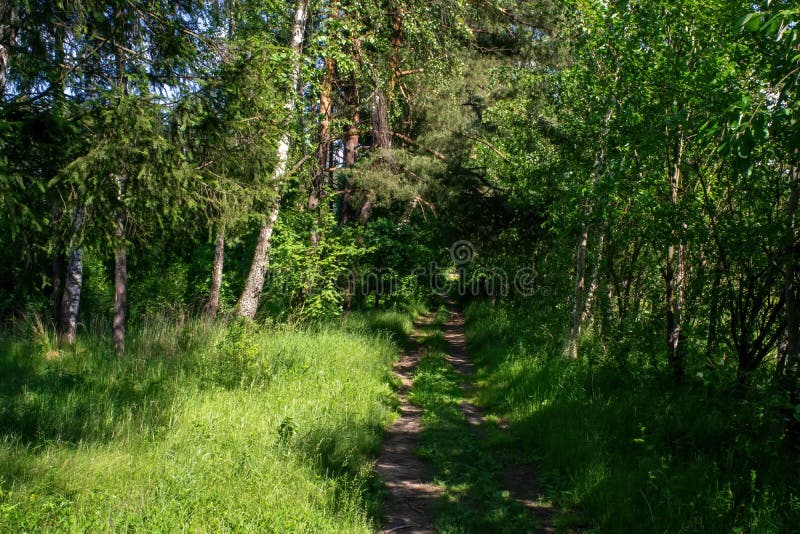 Dirt Path through the Forest on a Bright Day Stock Image - Image of ...