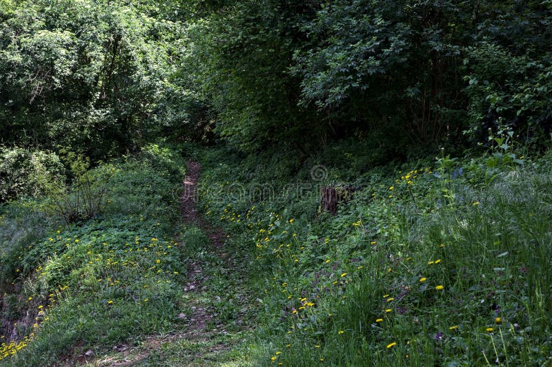 Dirt path in a forest stock photo. Image of nature, morning - 253615102