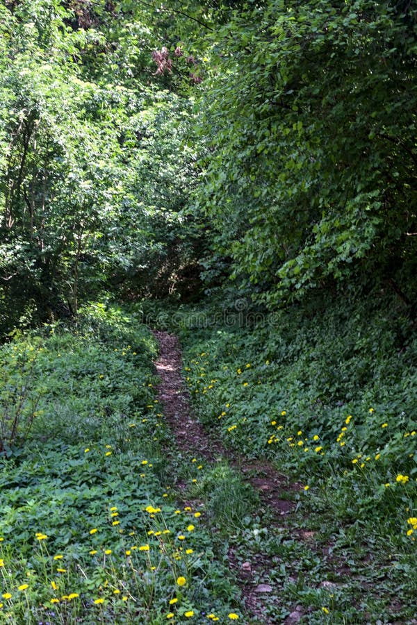 Dirt path in a forest stock image. Image of rural, green - 253615181