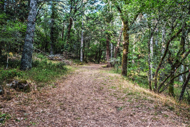 Dirt path in the forest stock photo. Image of backwoods - 76747150