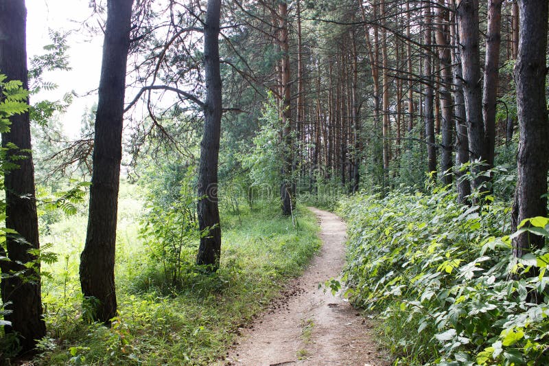 Dirt path in the forest stock image. Image of plant - 272524673