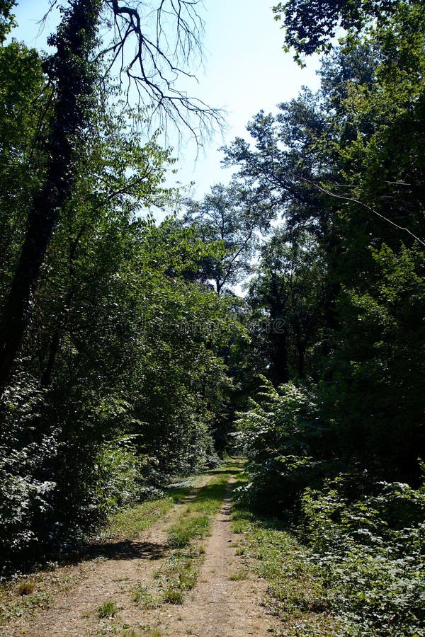Dirt Path in a Forest with Trees Arching on it Stock Image - Image of ...