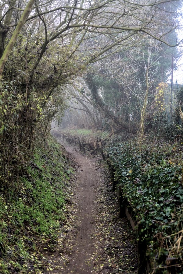 Trees Arching Over Road with Converging Lines at the Horizon of a Long ...