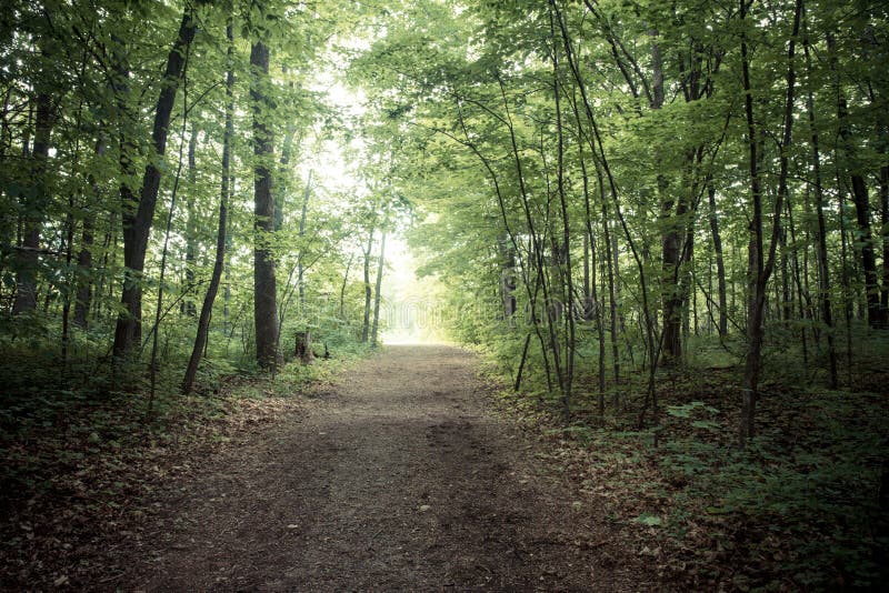 Dirt Path Going To a Lush Forest with Thick Foliage Stock Image - Image ...
