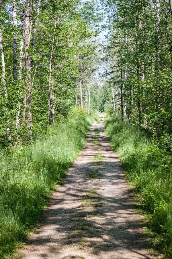 Dirt Path through Green Forest Stock Image - Image of walkway ...