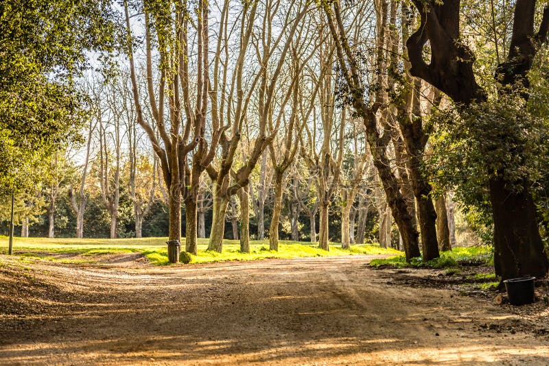 Dirt path in green forest stock photo. Image of path - 137712224