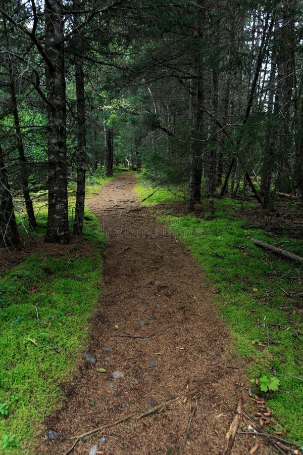 Dirt Path Heads into Wilderness of Remote Pine Forests Stock Image ...