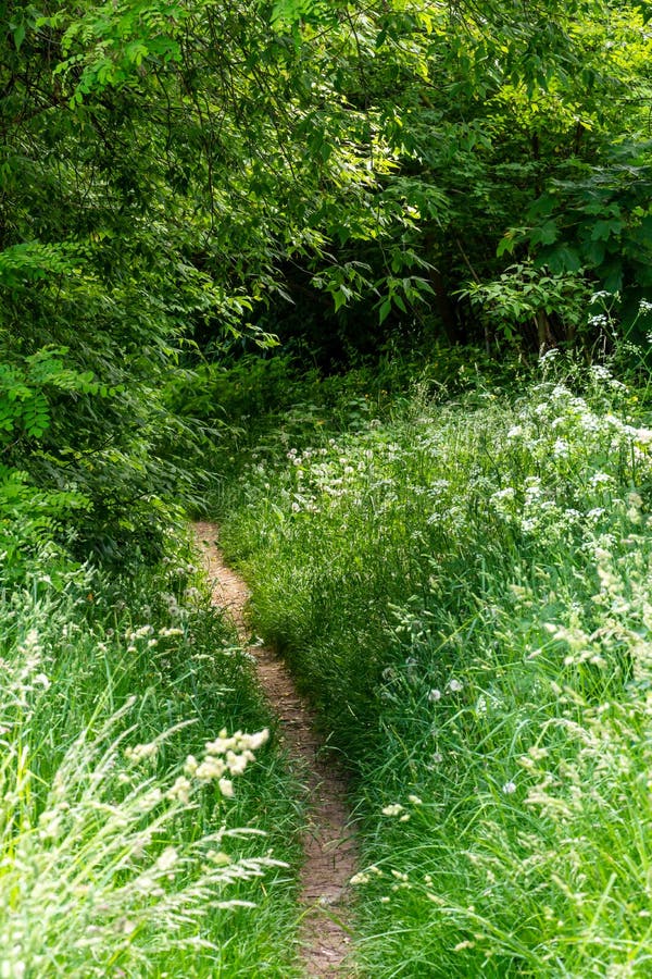 A Dirt Path through High and Dense Grass in the Forest. Hiking in the ...