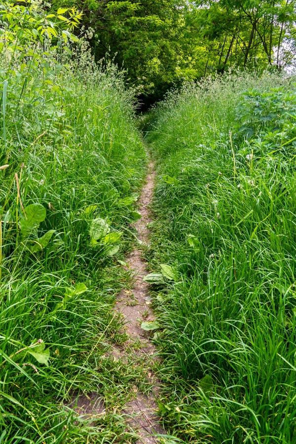 A Dirt Path through High and Dense Grass in the Forest. Hiking in the ...