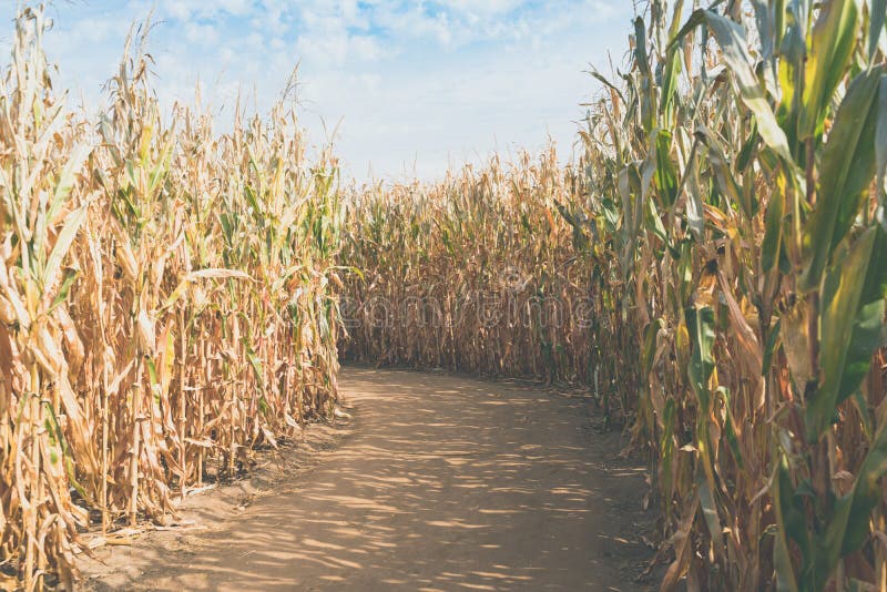 Dirt Path Inside of a Corn Maze, with Tall Stalks of Corn. No People ...