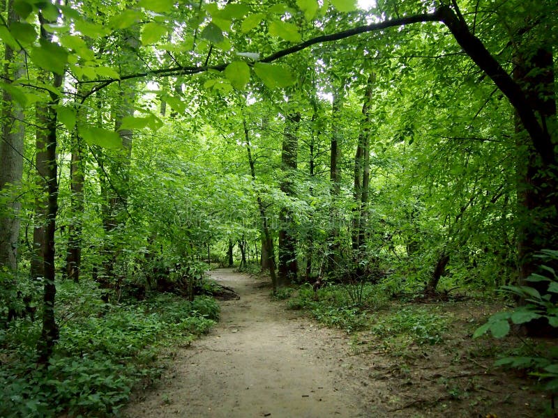 Dirt Path Leading through the Forest Stock Photo - Image of lane, road ...