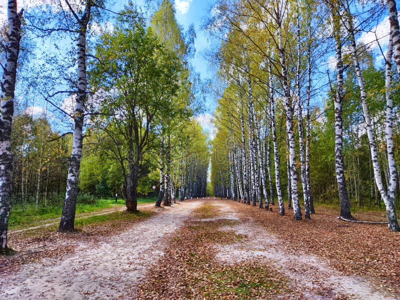 A Dirt Path Lined with Birch Trees Leads through a Forest, with Fallen ...