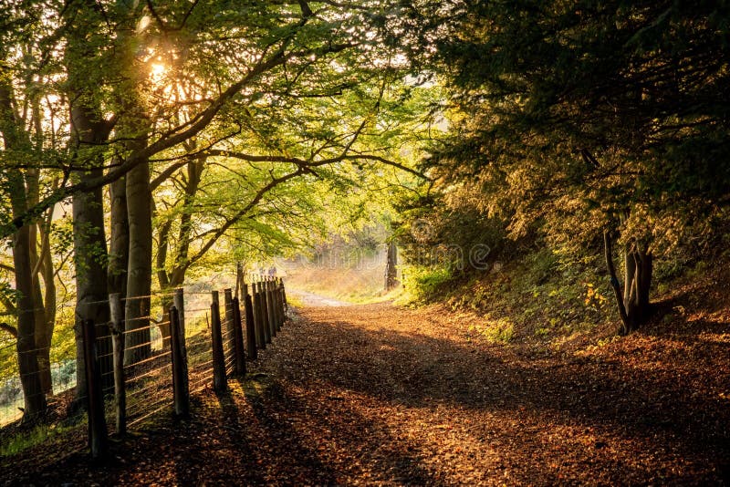 Dirt Path Lined Trees Next Stream Forest Stock Photos - Free & Royalty ...