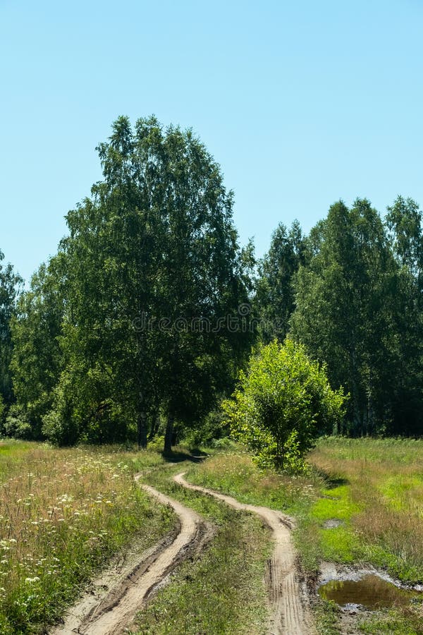 Dirt Path through Lush Green Forest on Sunny Day. Natural Scenery Stock ...