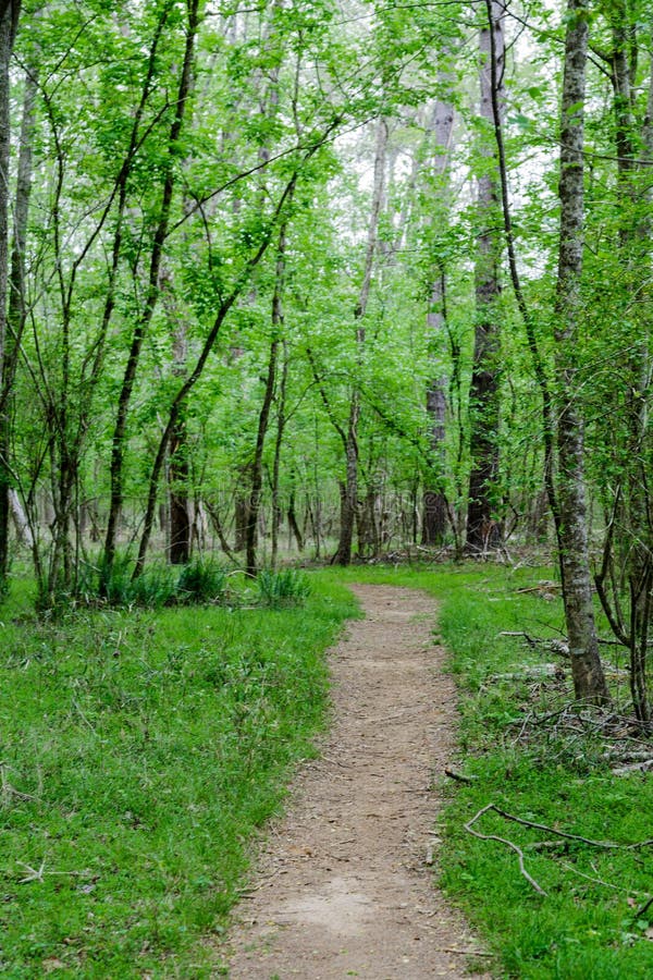 Dirt Path through Lush Green Forest Stock Photo - Image of foliage ...