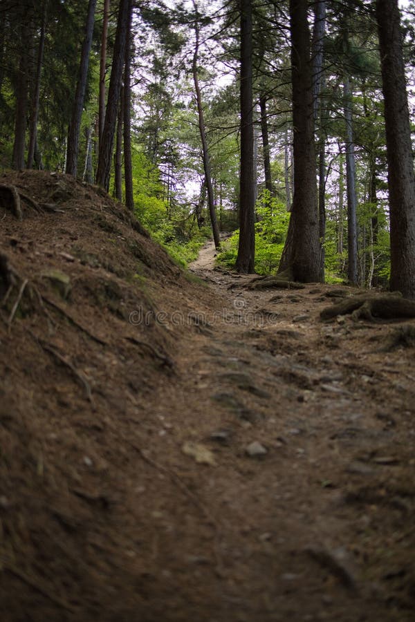 Dirt Path Meandering through a Lush Forest Stock Photo - Image of ...