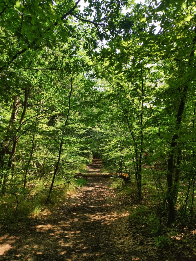 A Dirt Path Meanders through a Dense Forest, Sunlight Dappling the ...