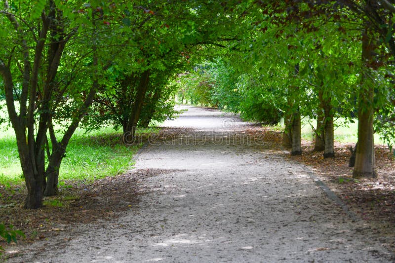 Dirt Path in the Middle of Nature Stock Image - Image of plant ...