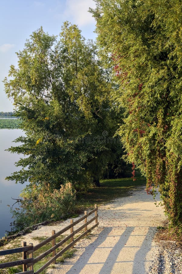 Dirt Path Next To the Lakeshore in a Grove at Sunset Stock Image ...