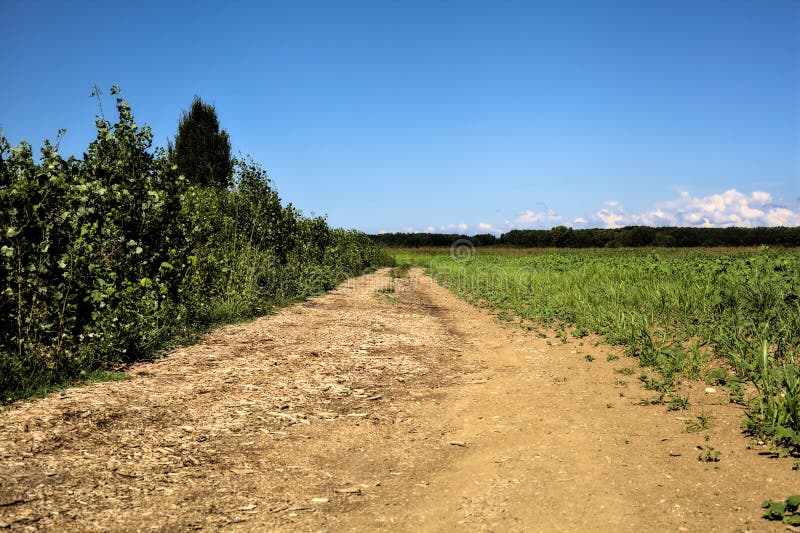 Dirt Path Next To an Uncultivated Field on a Clear Day Stock Photo ...
