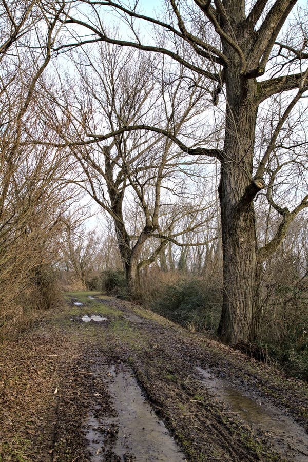 Dirt Path in a Park with Bare Trees in the Italian Countryside in ...