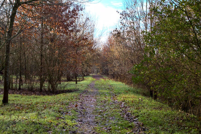 Dirt Path in a Park in the Italian Countryside in Winter Stock Photo ...