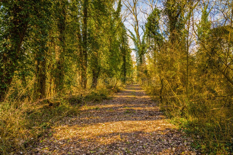 Dirt Path through Pine Forest Stock Image - Image of outdoor, pine ...