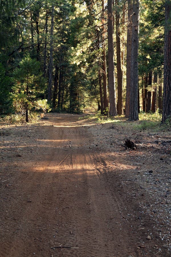 Dirt Path in Redwoods stock photo. Image of tranquil - 46972730