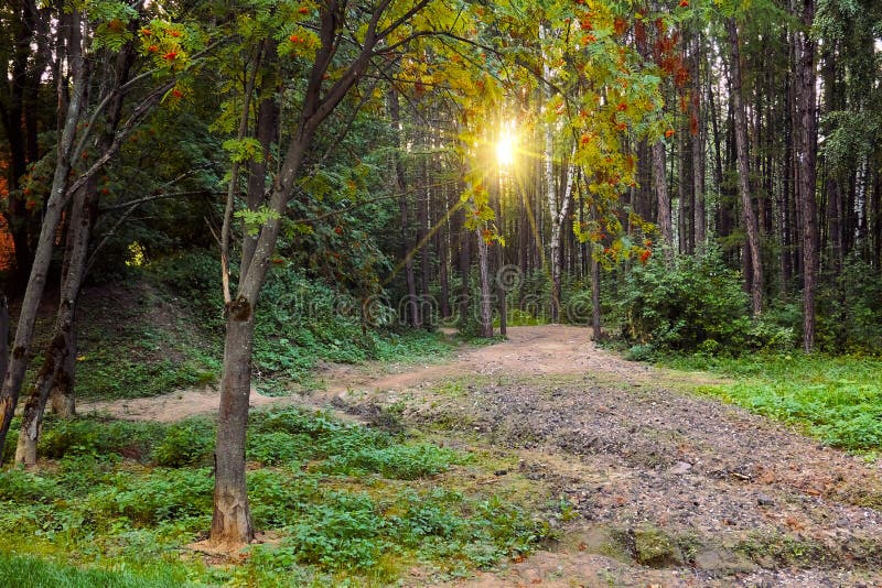 A Dirt Path or Road, through a Dense Forest. the Golden Hour, the Rays ...