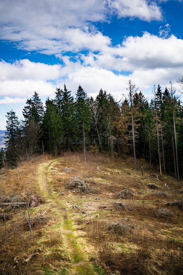 Dirt Path Running through Dense Forest Stock Photo - Image of hiking ...