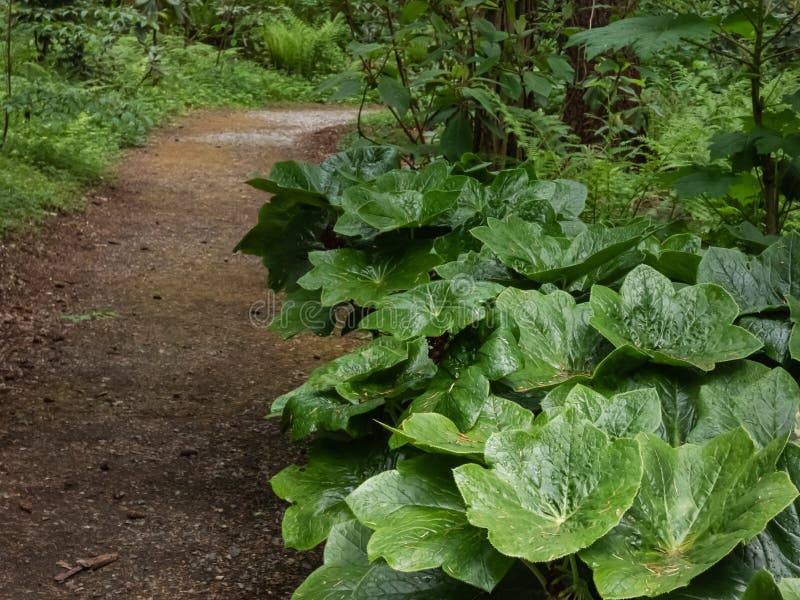 Dirt Path Running through Forest with Large Leaves Stock Image - Image ...
