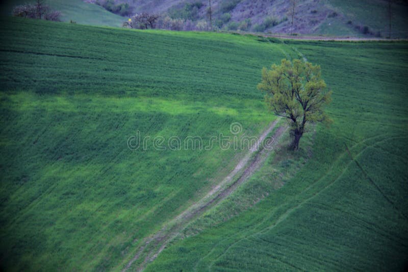 Dirt Path on the Side of a Hill with a Tree by the Edge of it Stock ...