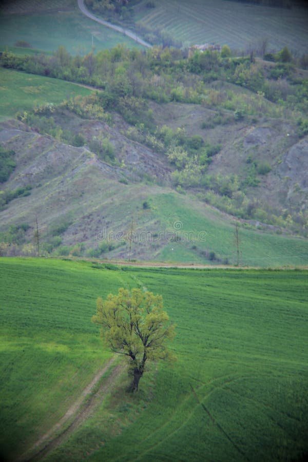 Dirt Path on the Side of a Hill with a Tree by the Edge of it Stock ...