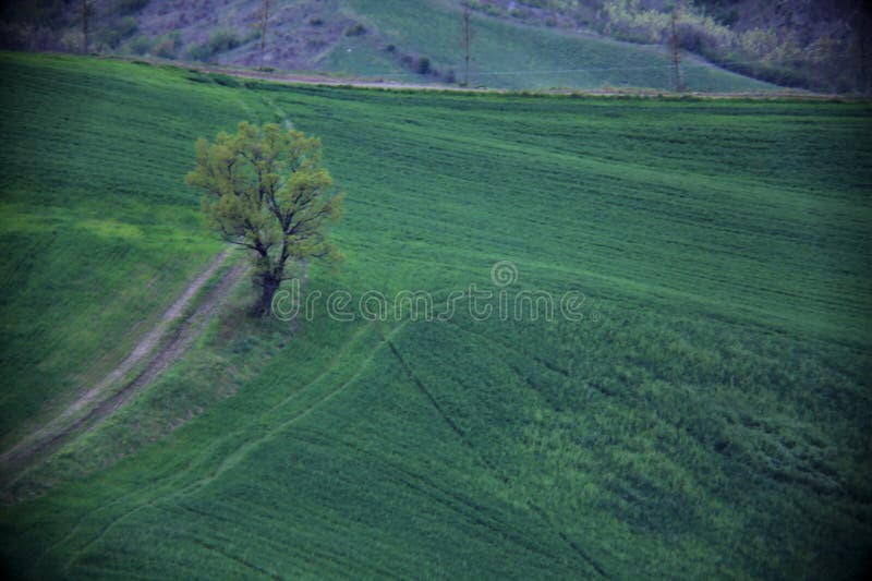 Dirt Path on the Side of a Hill with a Tree by the Edge of it Stock ...