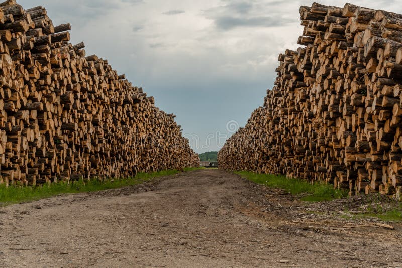 Dirt Path through Stacks of Logged Wood Stock Image - Image of dirt ...