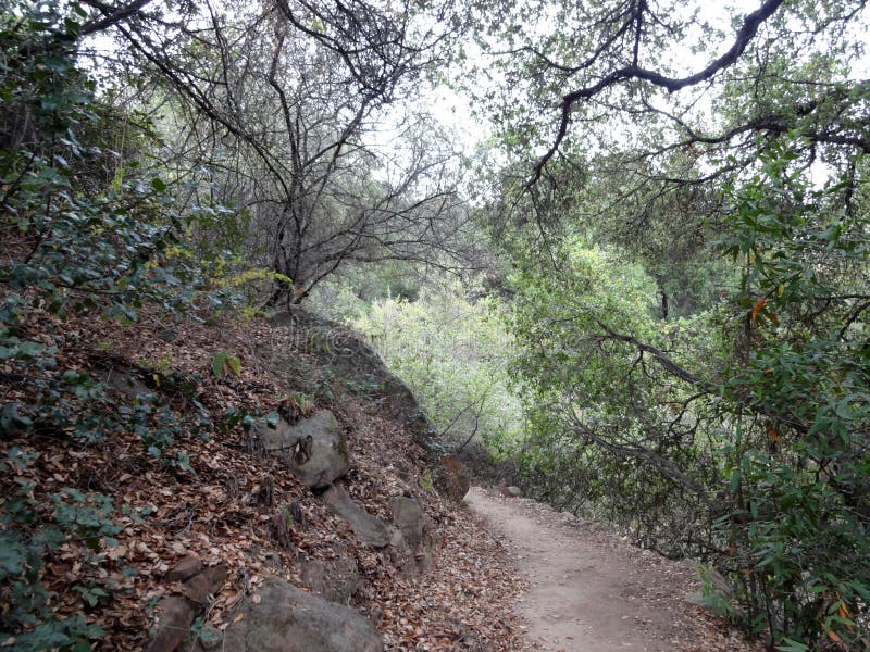 Dirt Path Surrounded by Dry Leafs and Trees in the Hills Stock Image ...