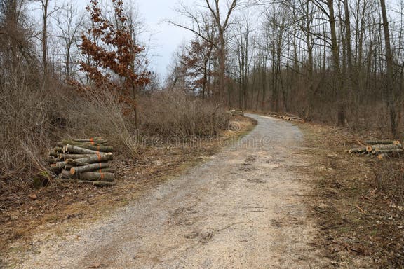 Dirt Path with Trees and Cut Logs Stock Image - Image of outdoors ...
