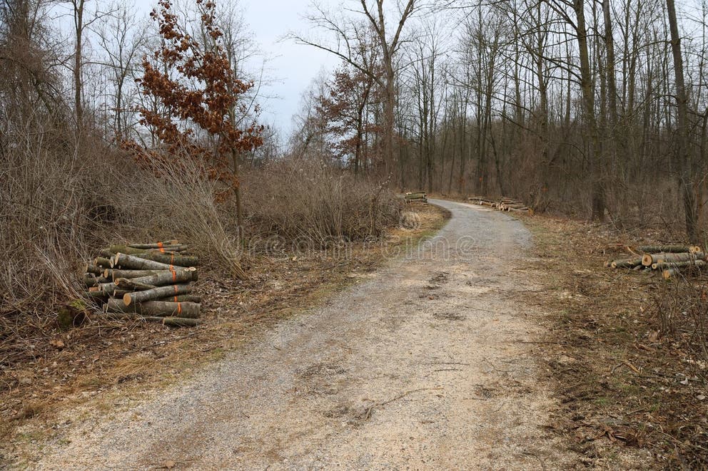 Dirt Path with Trees and Cut Logs Stock Image - Image of outdoors ...