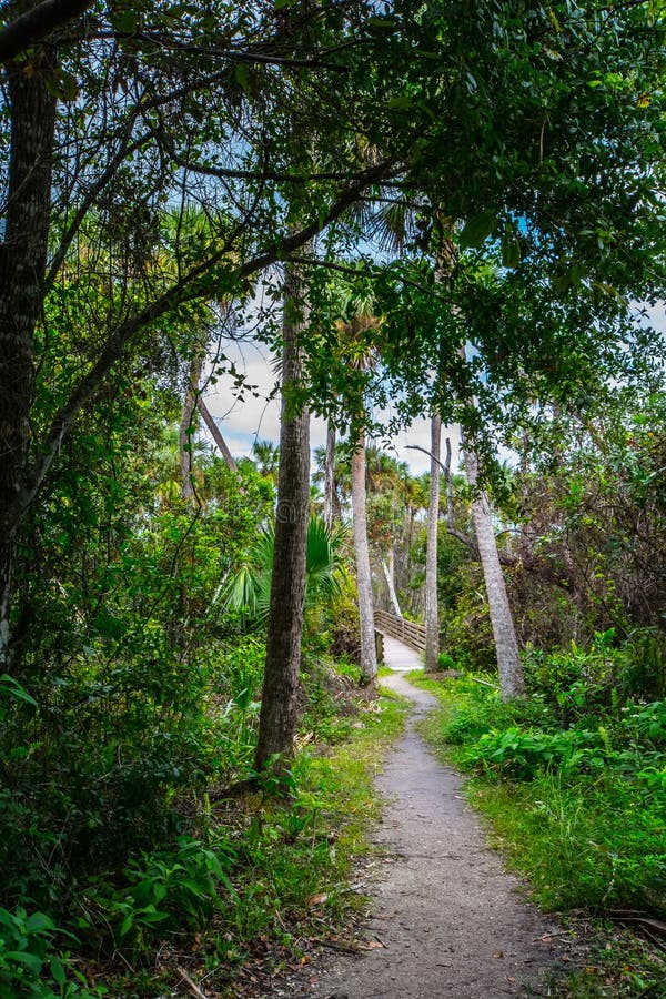 Palm Tree Bordered Path in a Florida Scrubland Stock Image - Image of ...