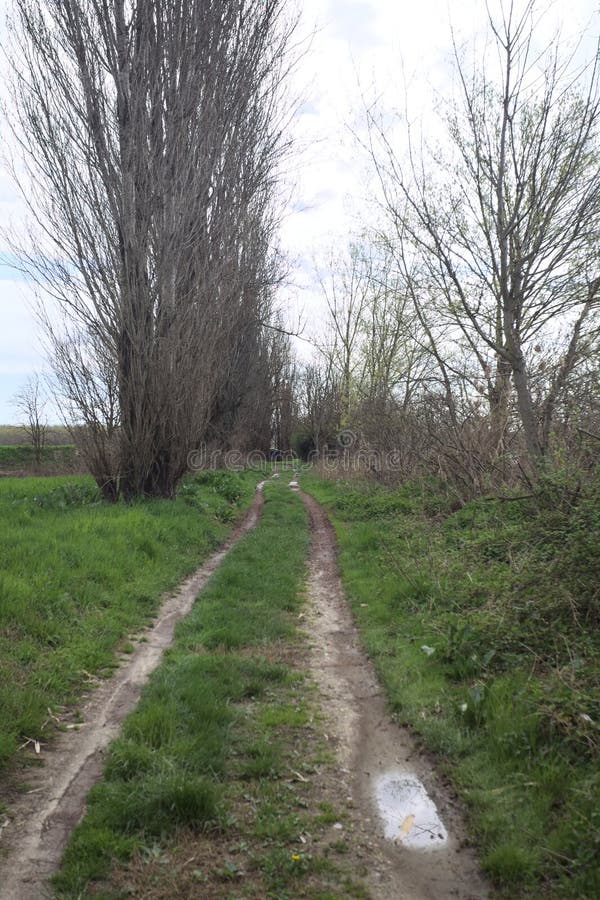 Dirt path with trees stock photo. Image of view, scenic - 370300354