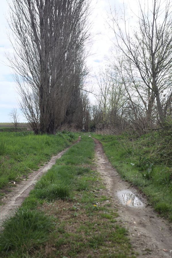 Dirt path with trees stock image. Image of country, landscape - 370301013