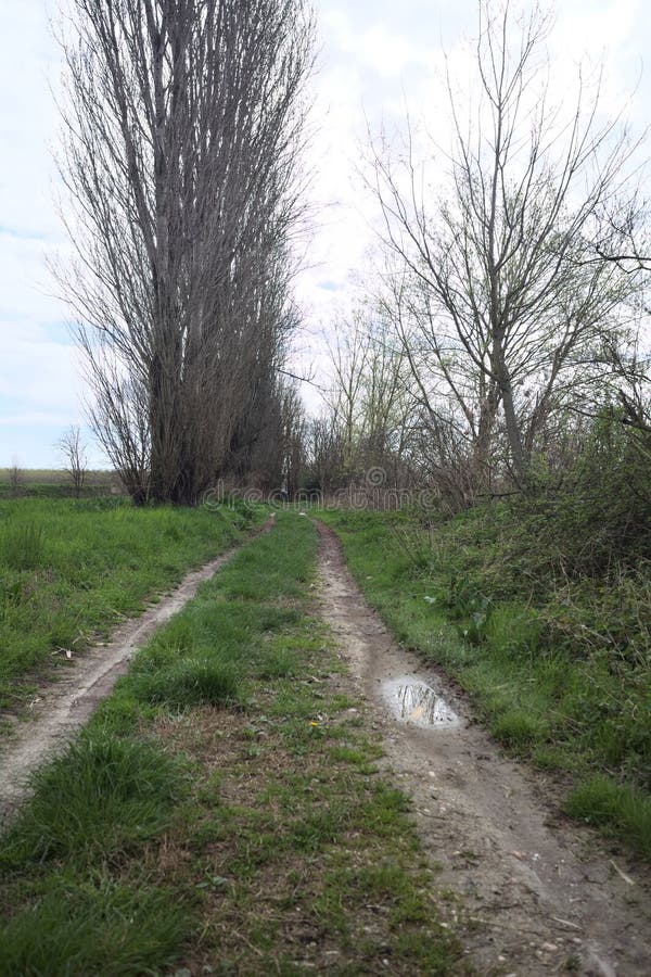 Dirt path with trees stock photo. Image of field, river - 370301106