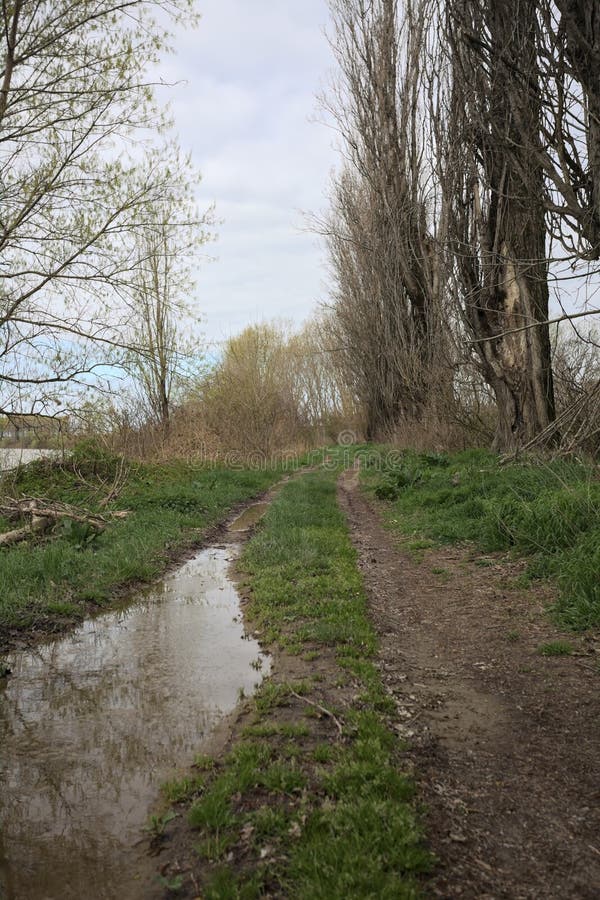 Dirt path with trees stock photo. Image of environment - 370302248
